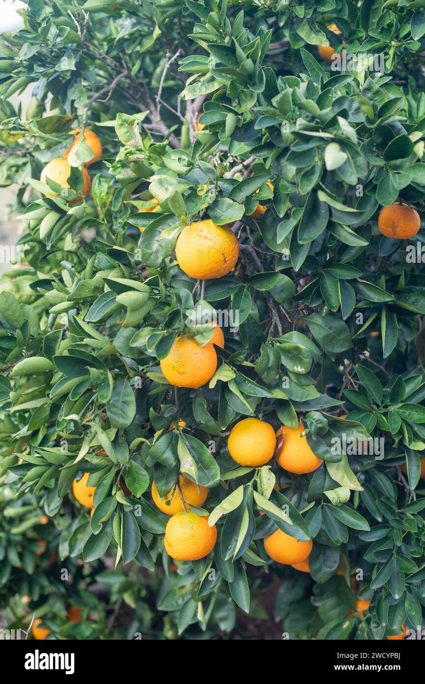 Oranges at plant hi-res stock photography and images - Alamy