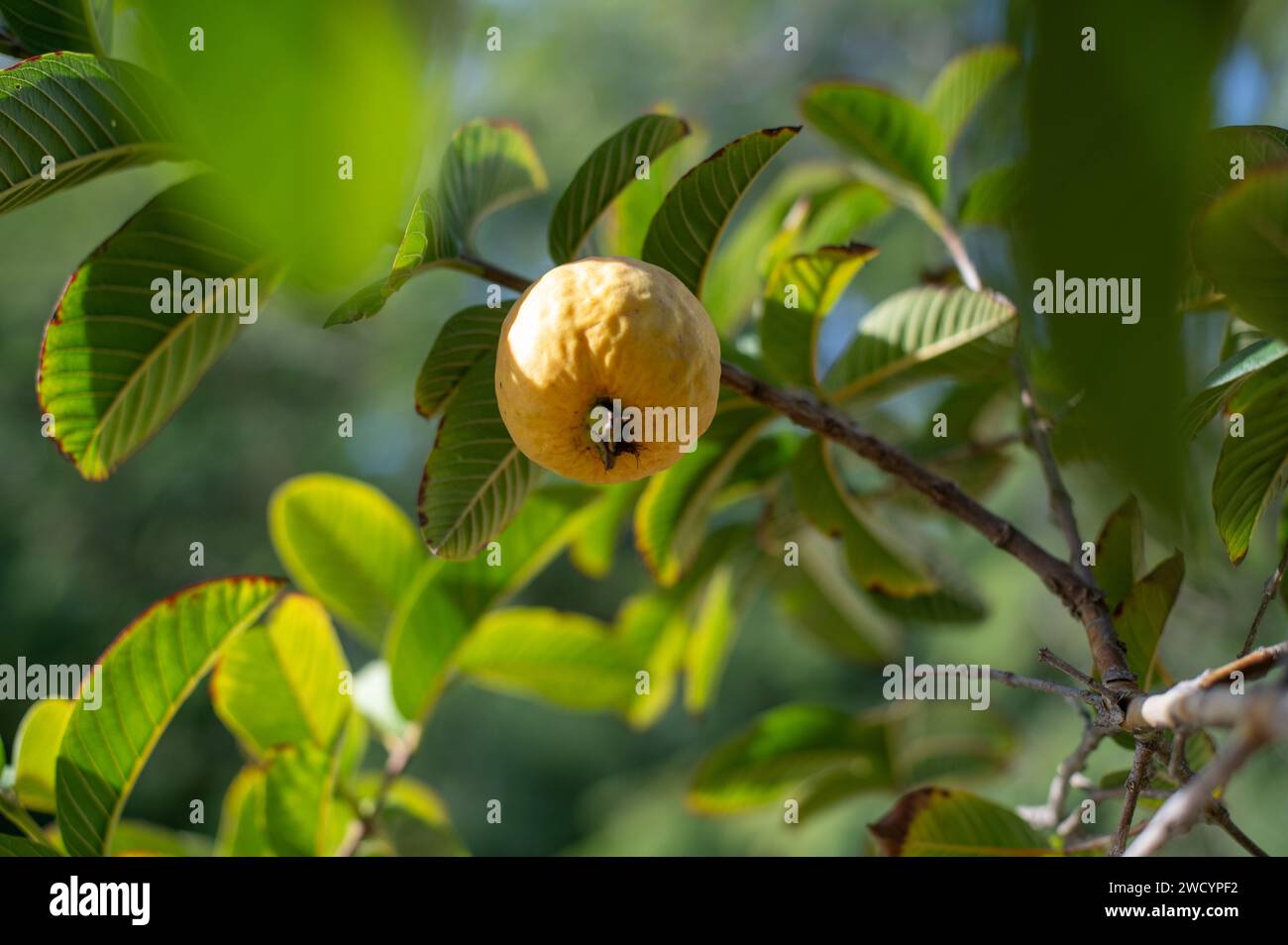Guava plant hi-res stock photography and images - Alamy