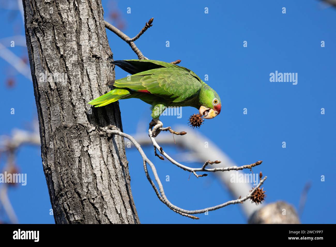 Fauna of amazon rainforests hi-res stock photography and images - Alamy