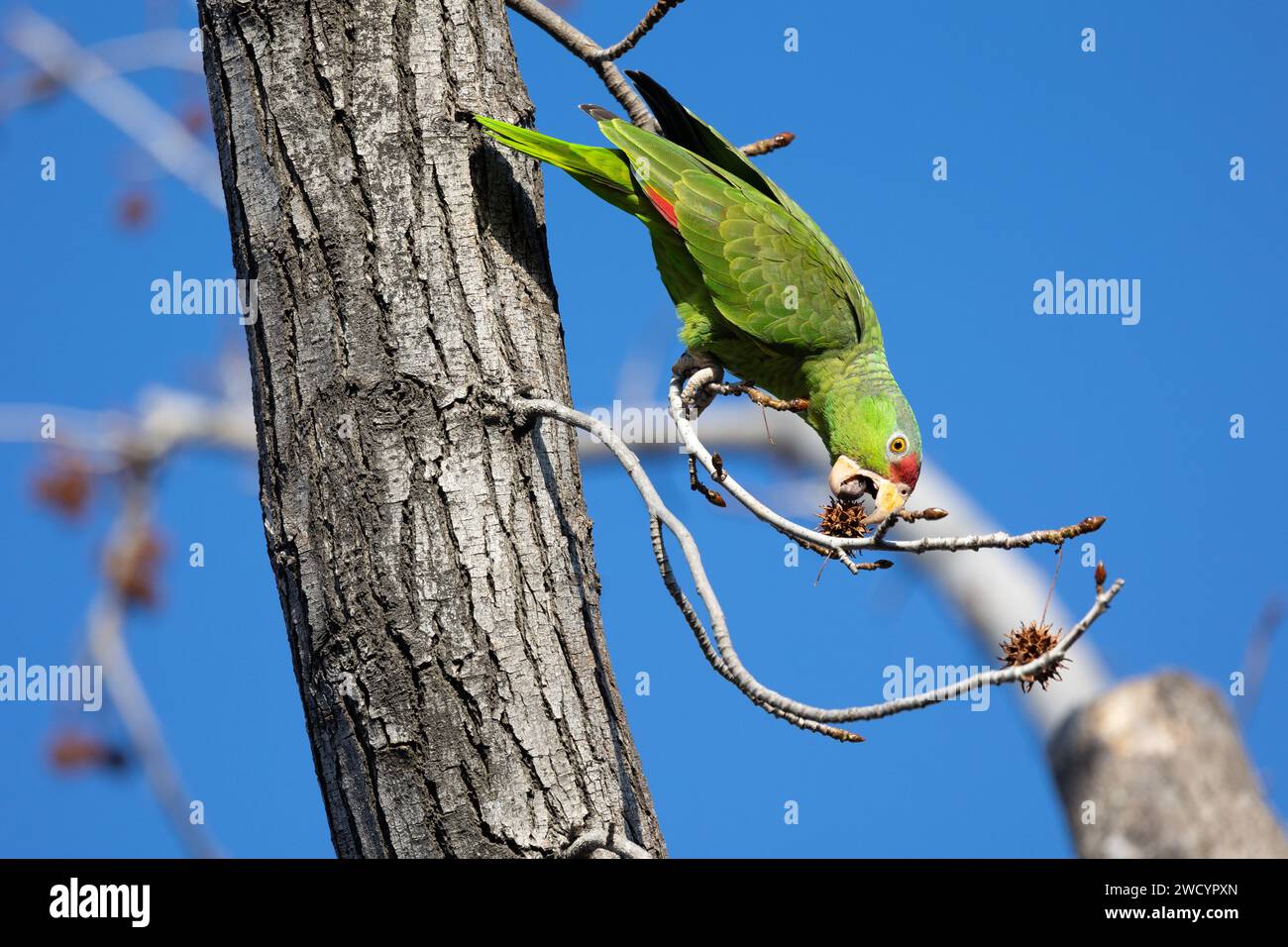 Red crowned parrot eating in a sweetgum tree Stock Photo - Alamy