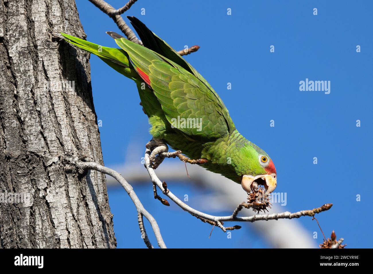 Red crowned parrot eating in a sweetgum tree Stock Photo - Alamy