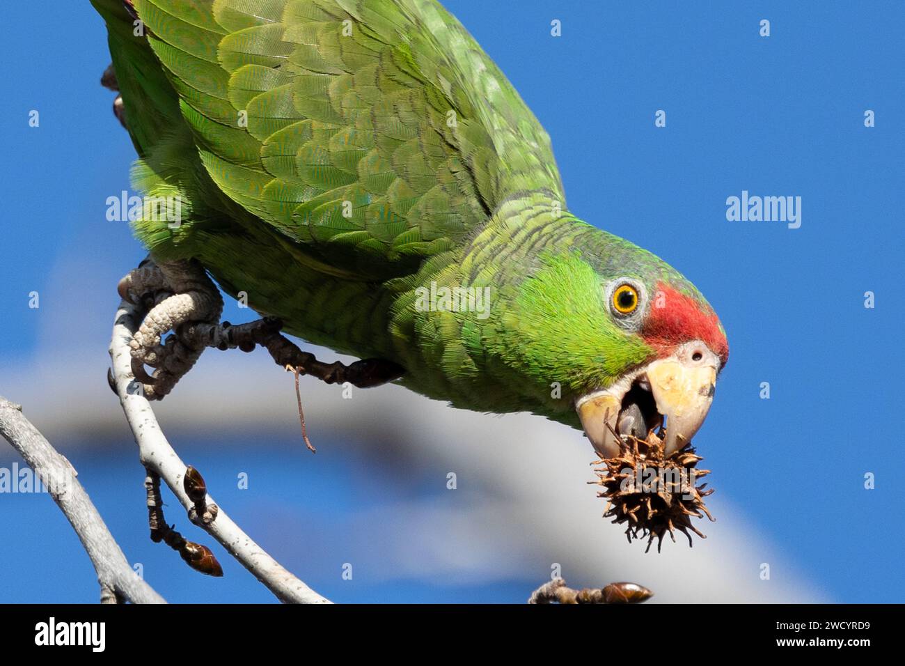 Red crowned parrot eating in a sweetgum tree Stock Photo - Alamy