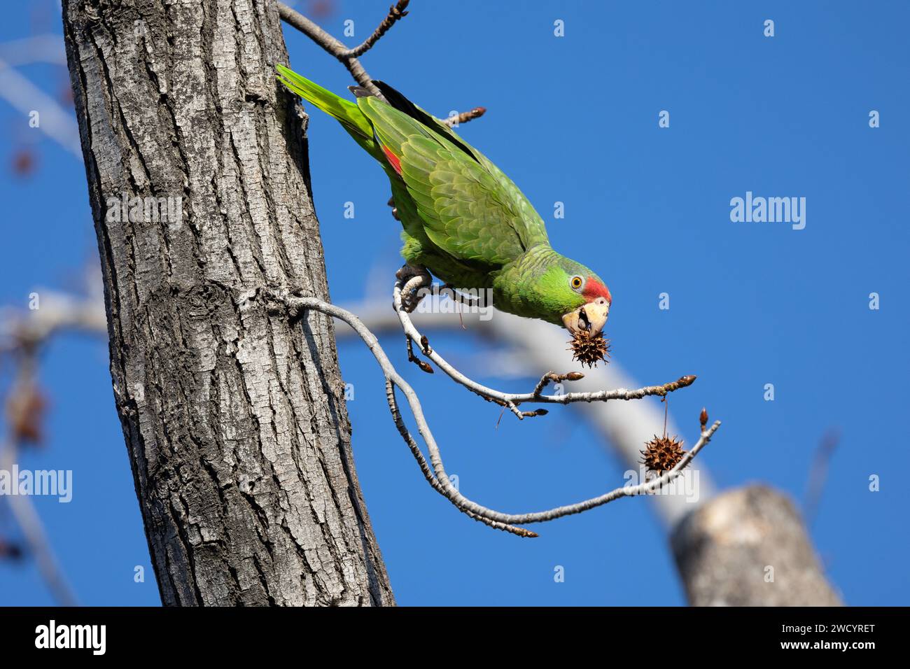 Red crowned parrot eating in a sweetgum tree Stock Photo - Alamy