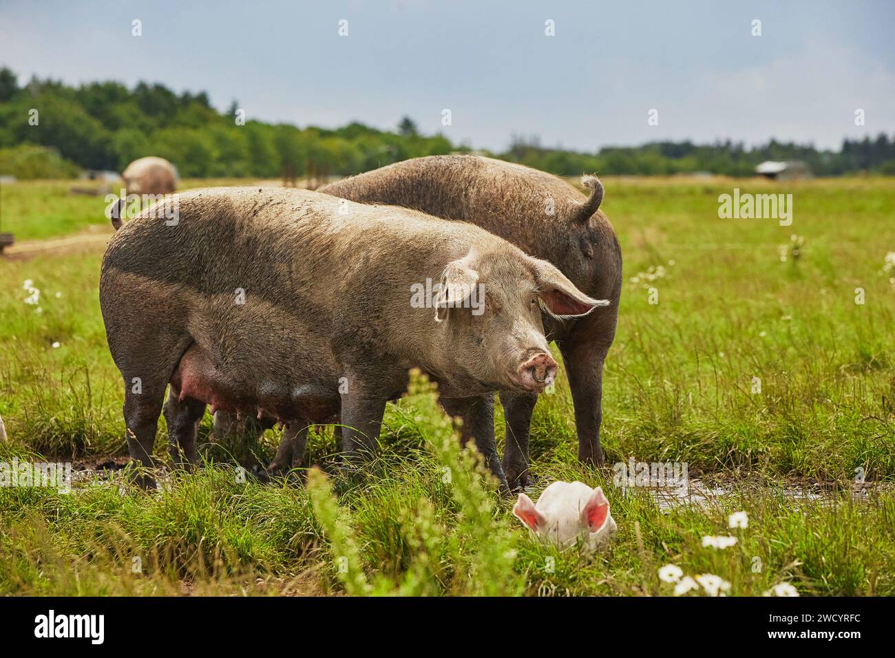 Eco village denmark hi-res stock photography and images - Alamy