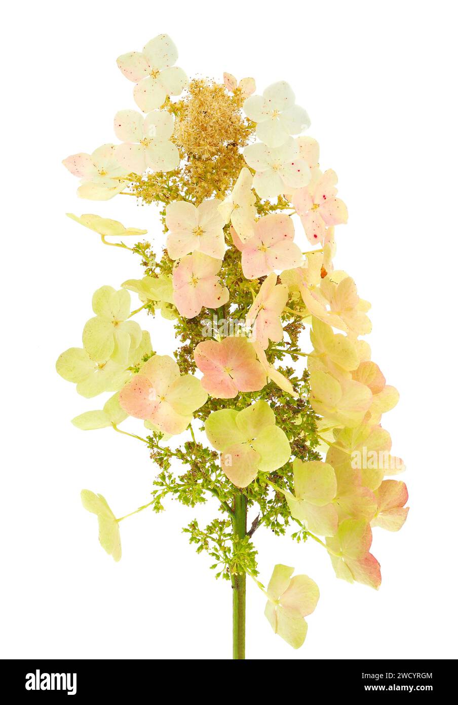 Oakleaf hydrangea isolated on white background, Hydrangea quercifolia ...