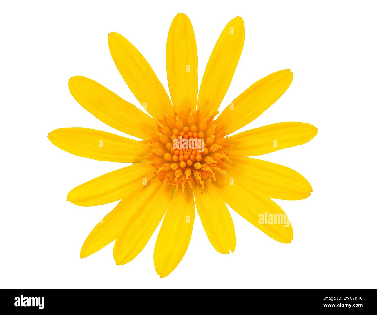 African bush daisy isolated on white background, Euryops ...