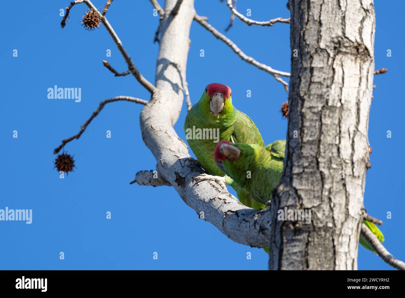 Red crowned parrot in a sweetgum tree in Los Angeles Stock Photo - Alamy