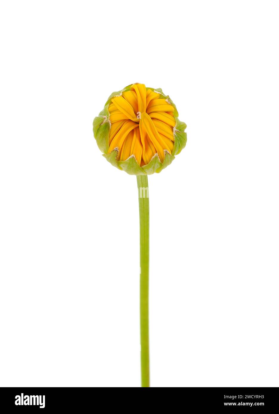 African bush daisy flower bud isolated on white background, Euryops ...