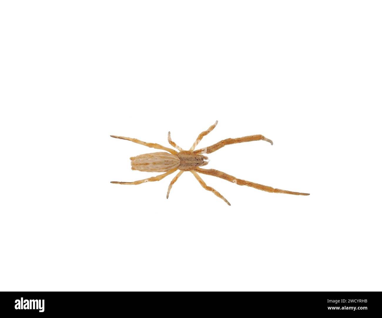 Feather-legged spider isolated on white background, Uloborus ...