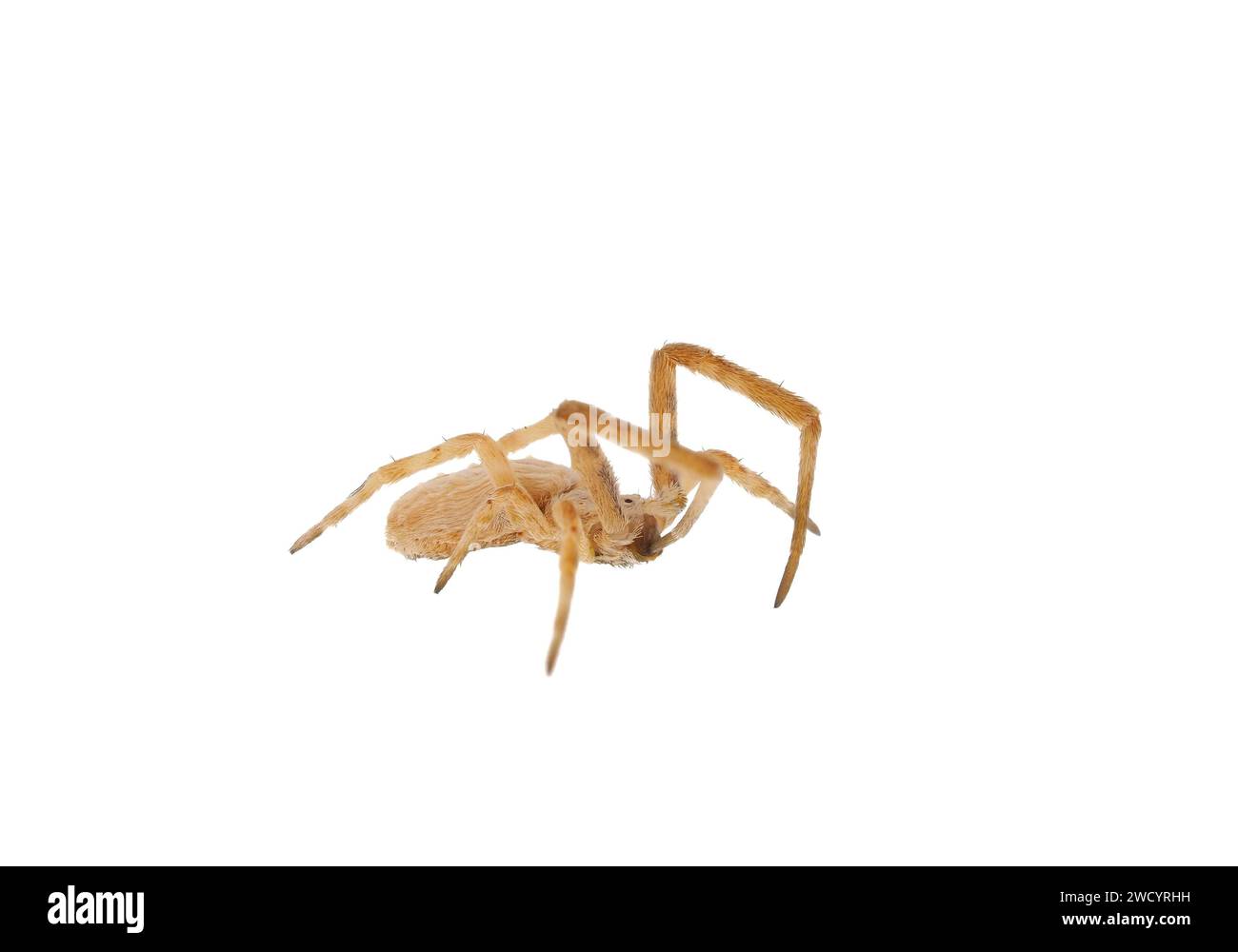 Feather-legged spider isolated on white background, Uloborus ...