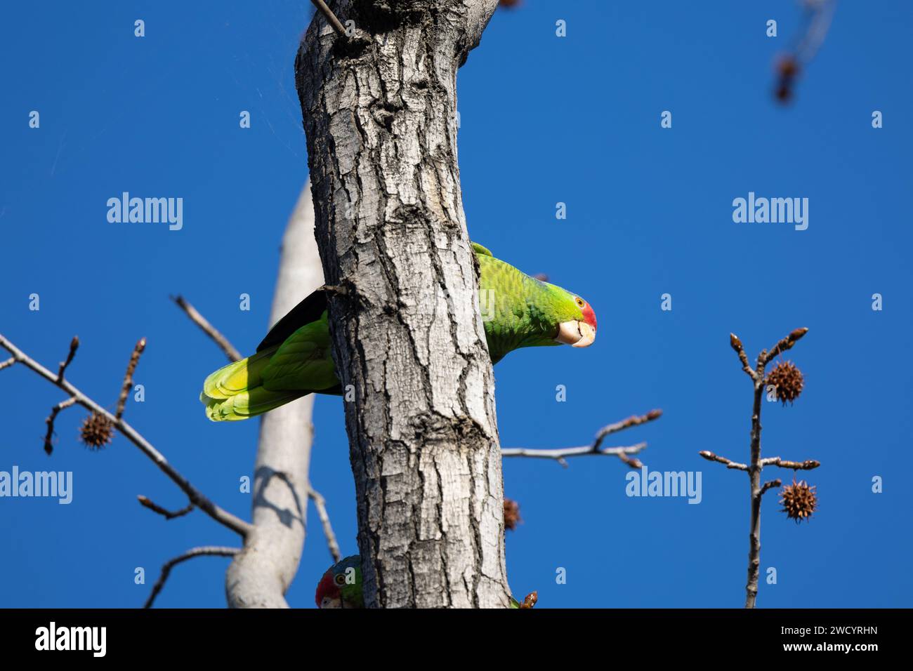 Red crowned parrot in a sweetgum tree in Los Angeles Stock Photo - Alamy