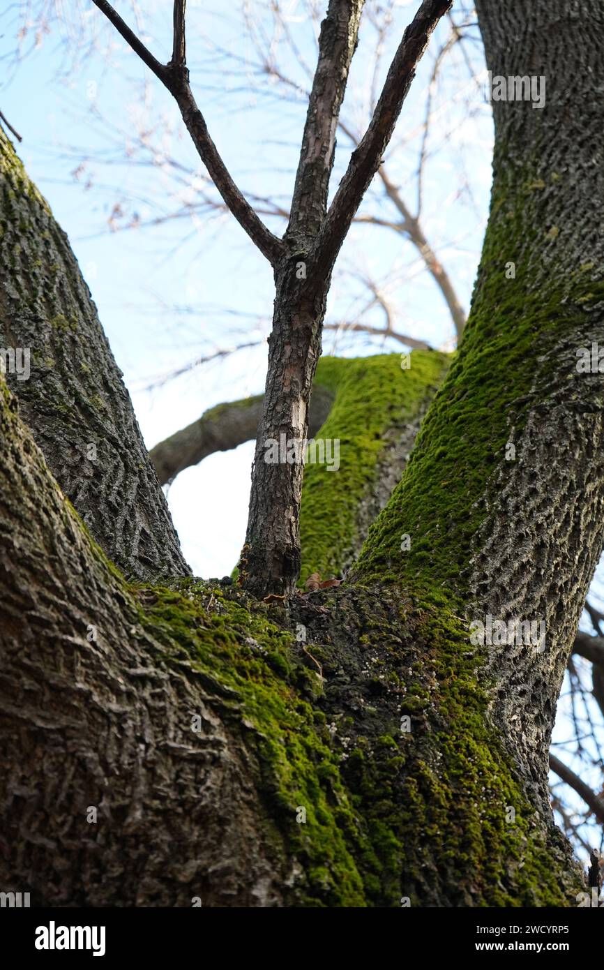 Red stem moss hi-res stock photography and images - Alamy