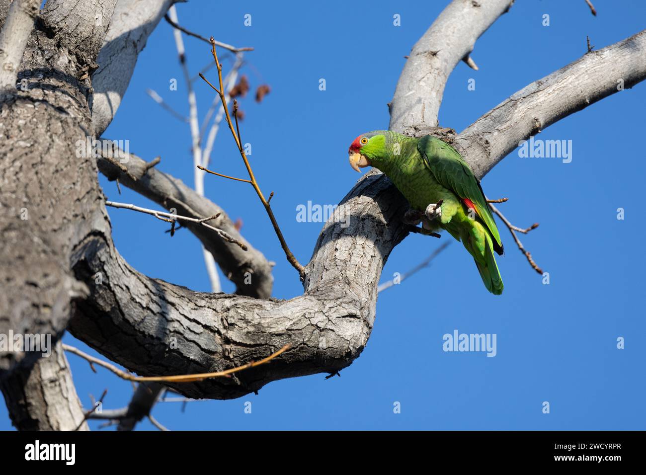 Red crowned parrot in a sweetgum tree in Los Angeles Stock Photo - Alamy