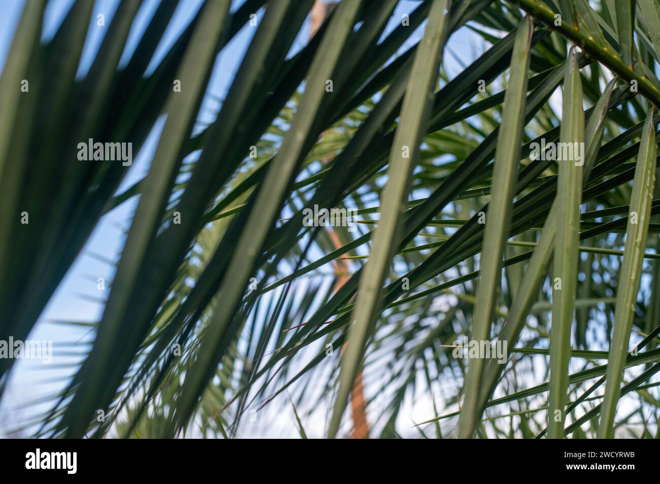 Palm tree branch palms trees hi-res stock photography and images - Alamy