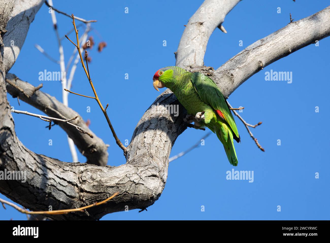 Red crowned parrot in a sweetgum tree in Los Angeles Stock Photo - Alamy