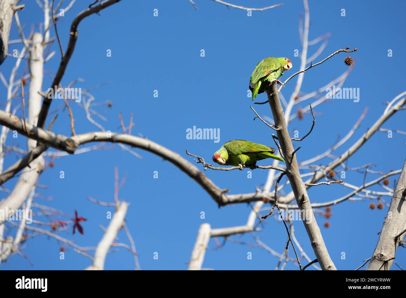 Red crowned parrot in a sweetgum tree in Los Angeles Stock Photo - Alamy