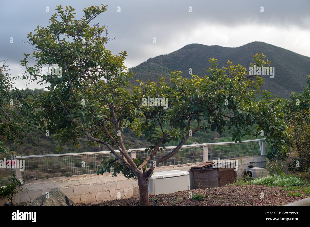Guava tree on a backyard in California Stock Photo - Alamy