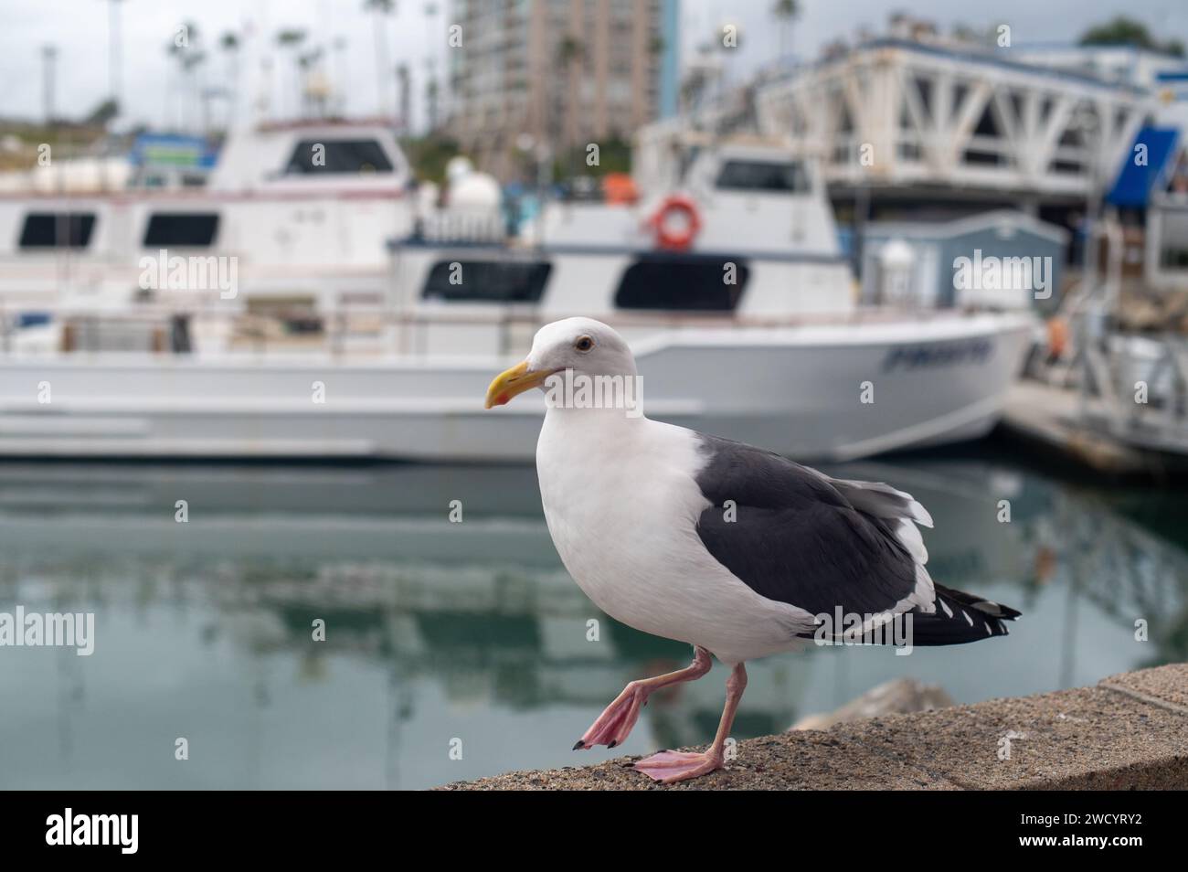 Oceanside birds hi-res stock photography and images - Alamy