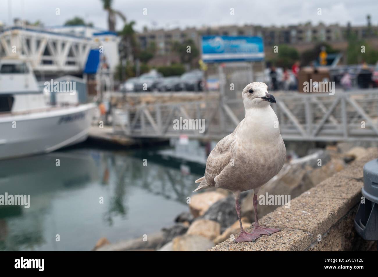 Oceanside birds hi-res stock photography and images - Alamy