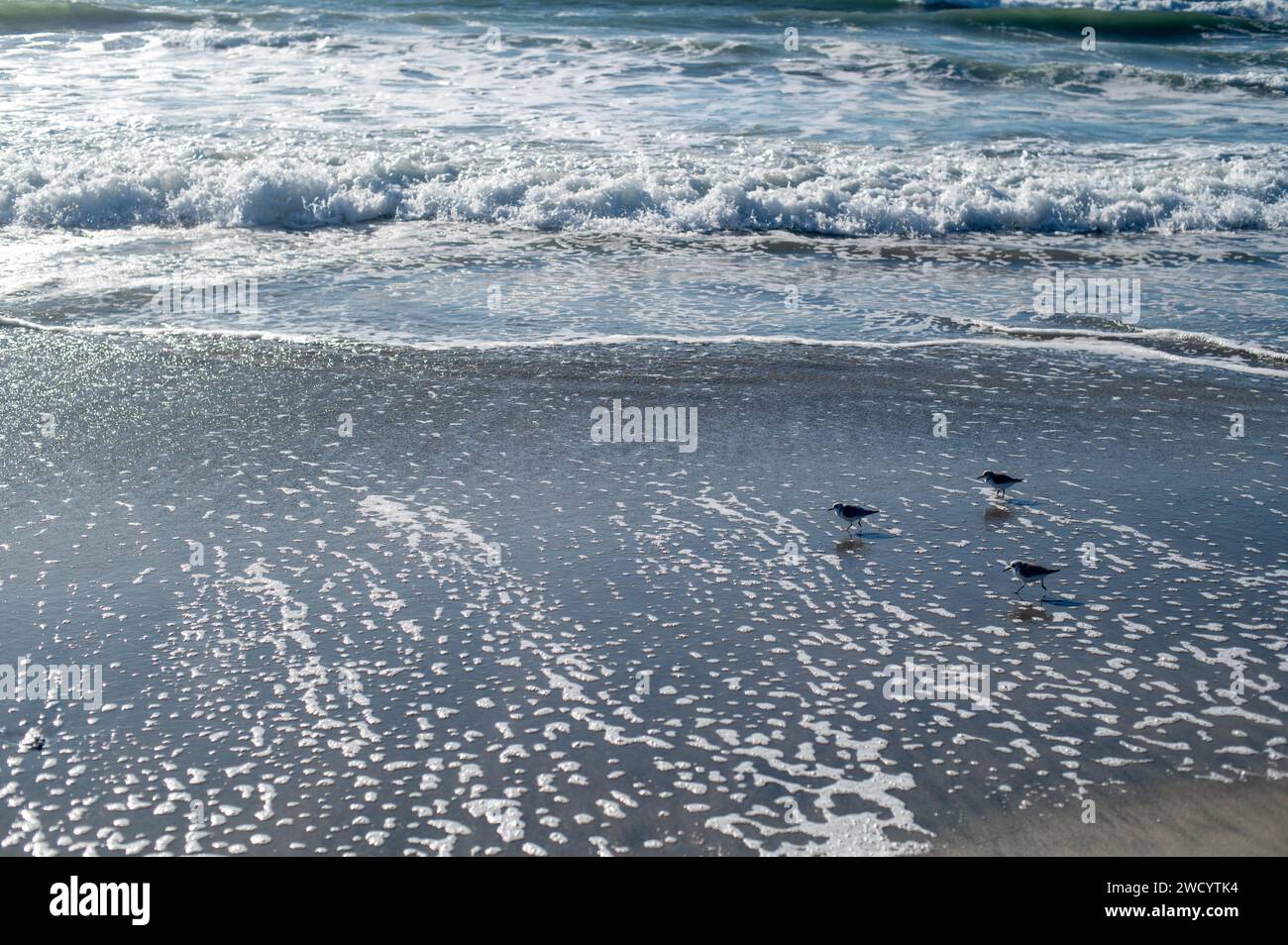 Birds near the ocean hi-res stock photography and images - Alamy