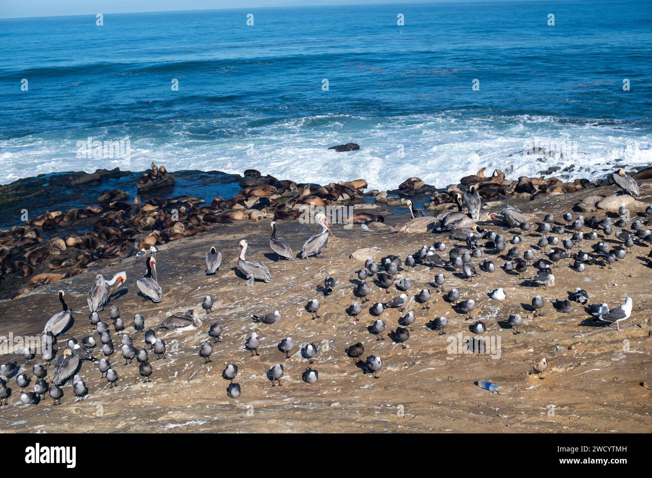 Rocks in ocean birds on hi-res stock photography and images - Alamy