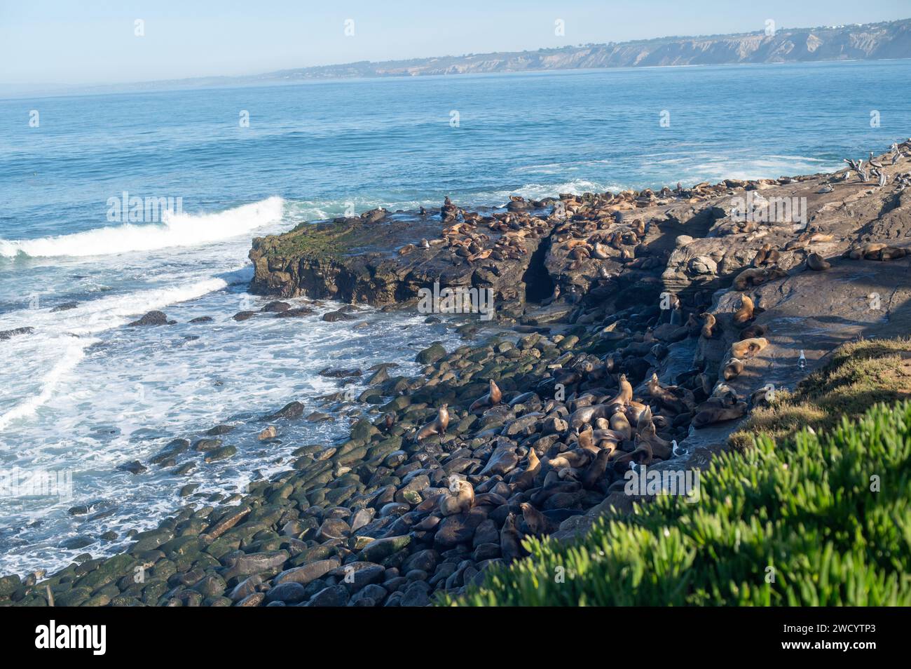 Sea lions at La Jolla Cove Stock Photo - Alamy