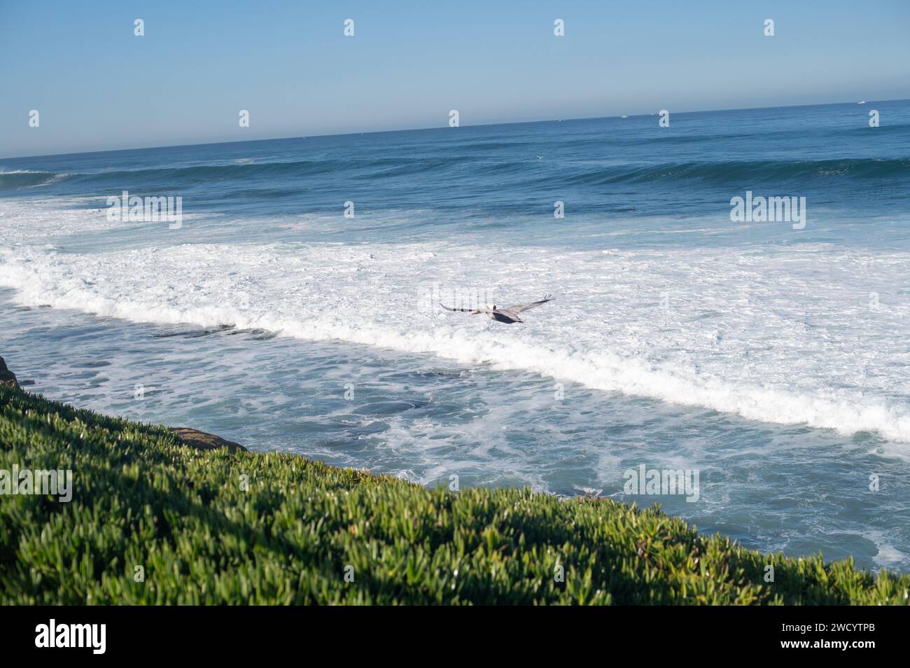 Pelican flying over Pacific Ocean Stock Photo - Alamy Pelican flying over Pacific Ocean Stock Photo - Alamy