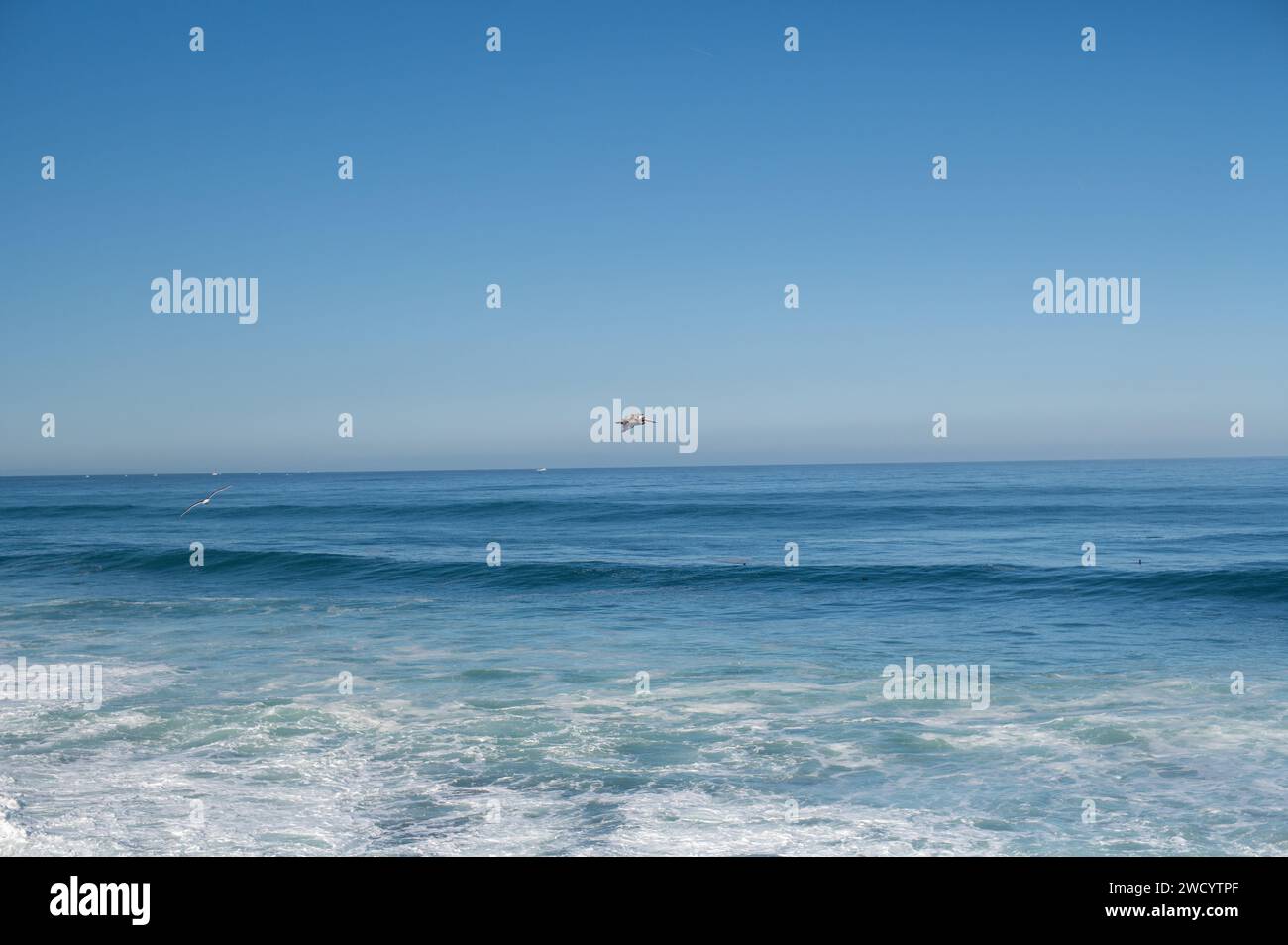 Pelican flying over Pacific Ocean Stock Photo - Alamy