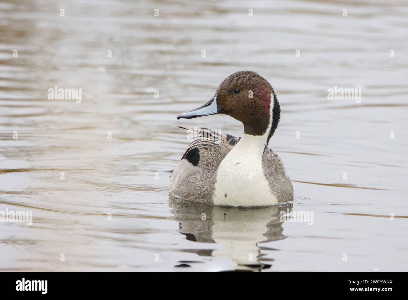 Pintail duck close up hi-res stock photography and images - Alamy