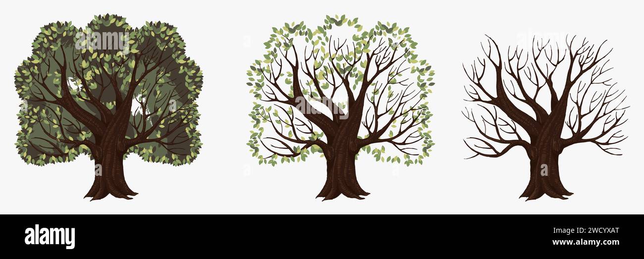 Tree with and without foliage. Symbol of change of seasons Stock Vector ...
