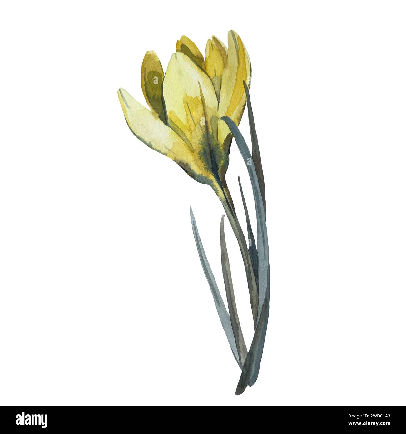 Yellow crocus flower isolated on white background. Watercolor ...