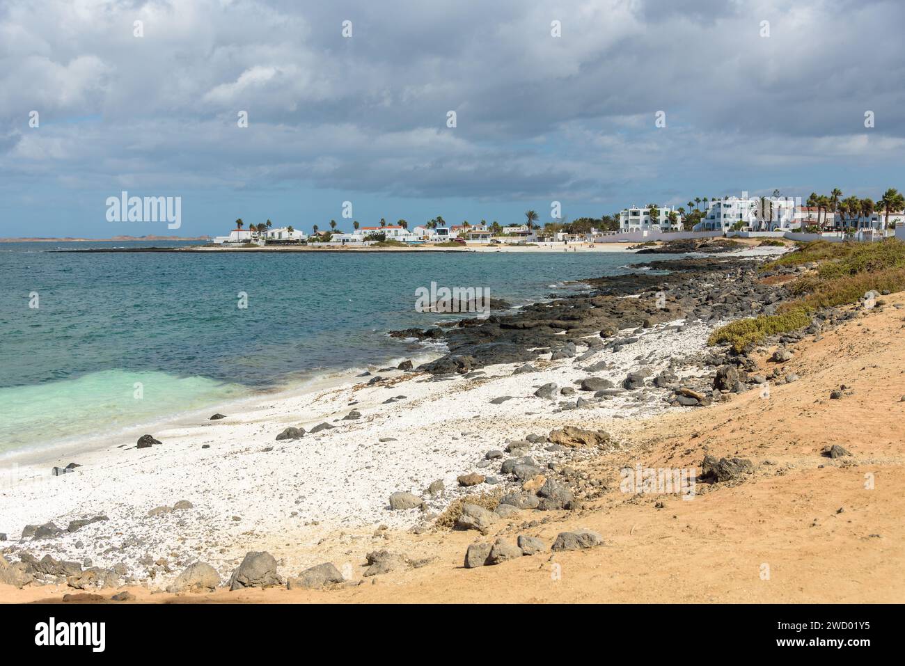 Popcorn beach covered with dried sea algae in Corralejo on ...