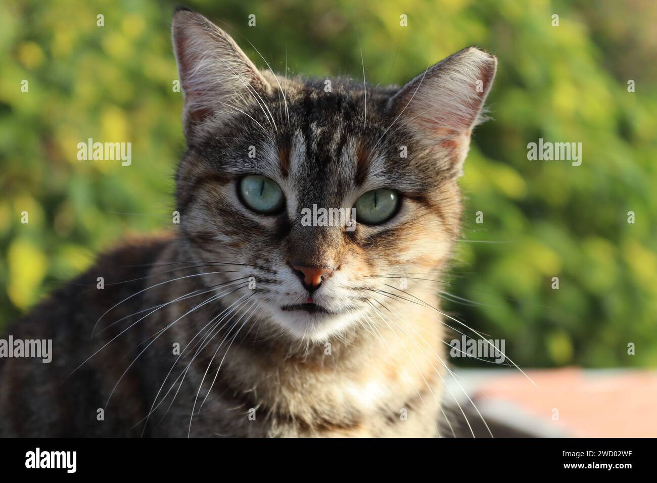 A cat staring at the camera while sitting on a pot Stock Photo - Alamy