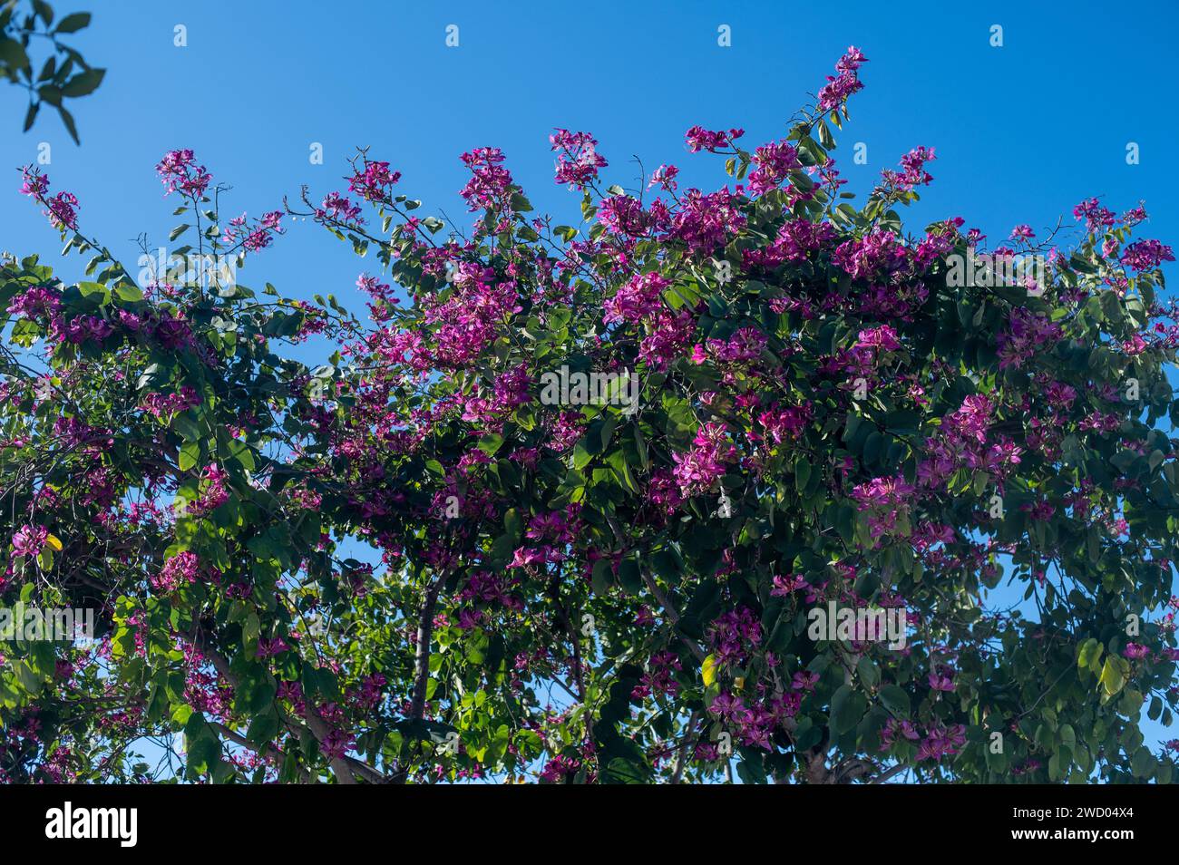 A blooming pink tree in California Stock Photo - Alamy
