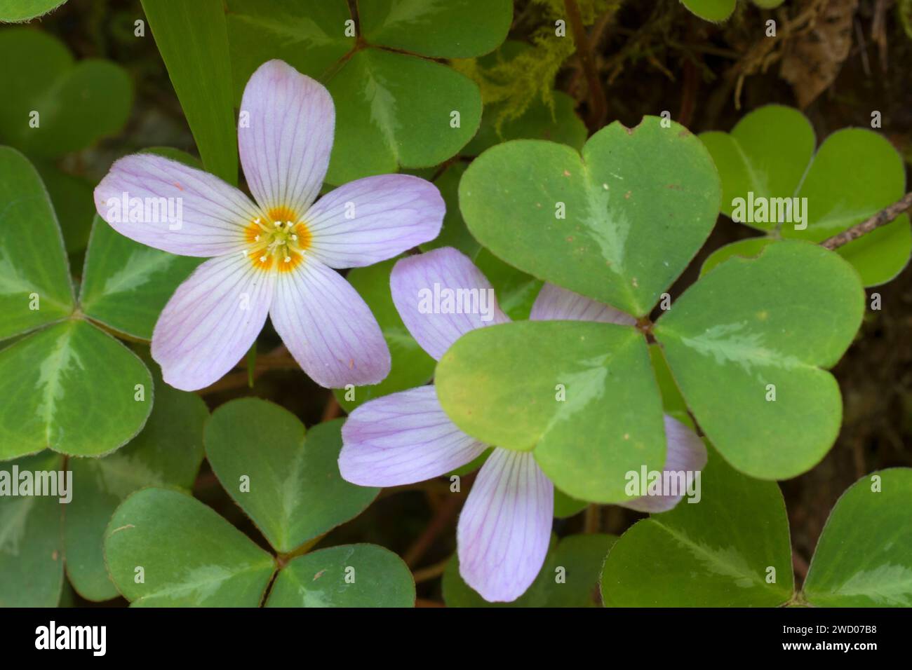 Wood sorrel bloom along Old South Kelsey Trail, Smith River National ...