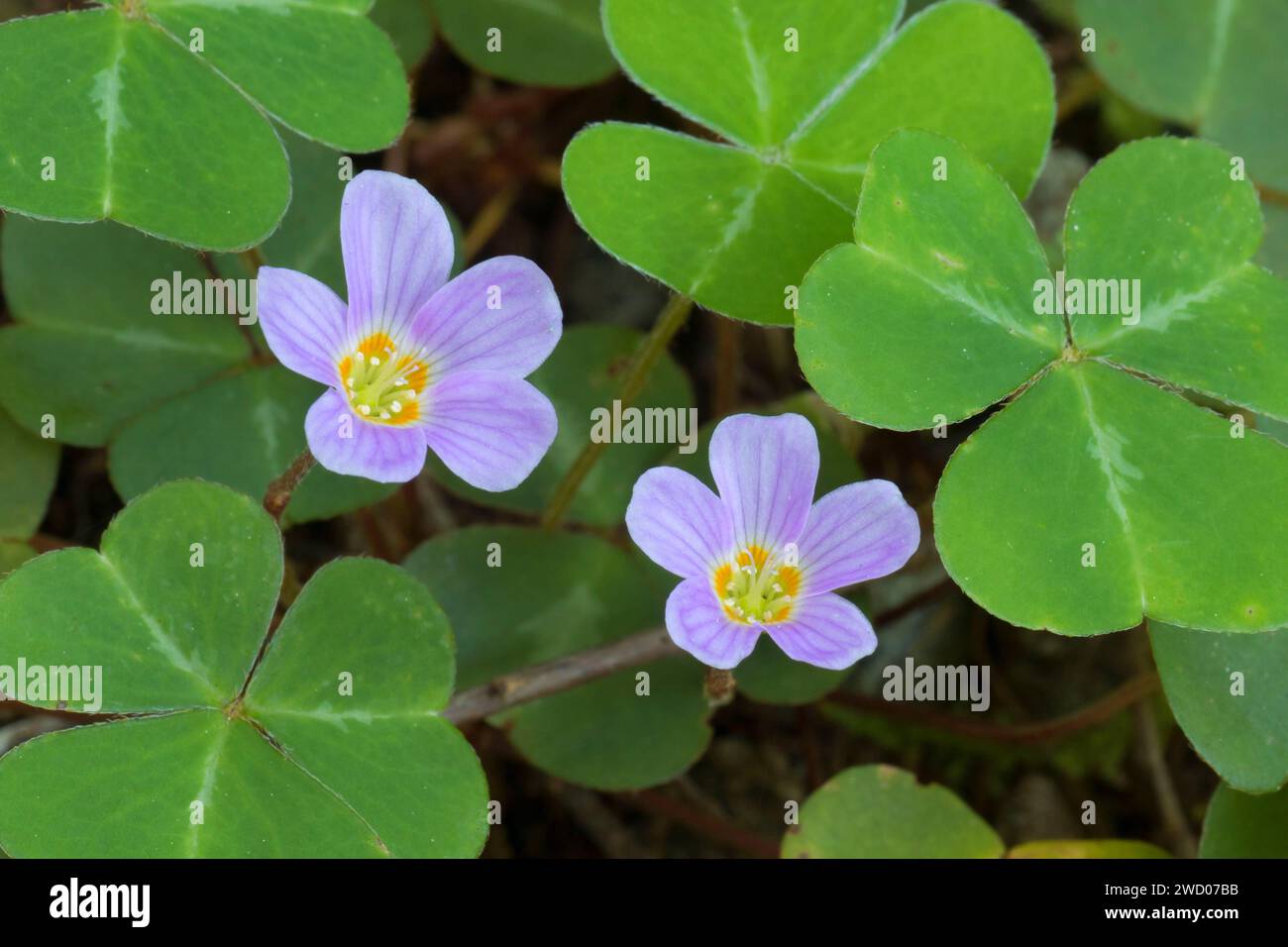 Wood sorrel bloom along Old South Kelsey Trail, Smith River National ...