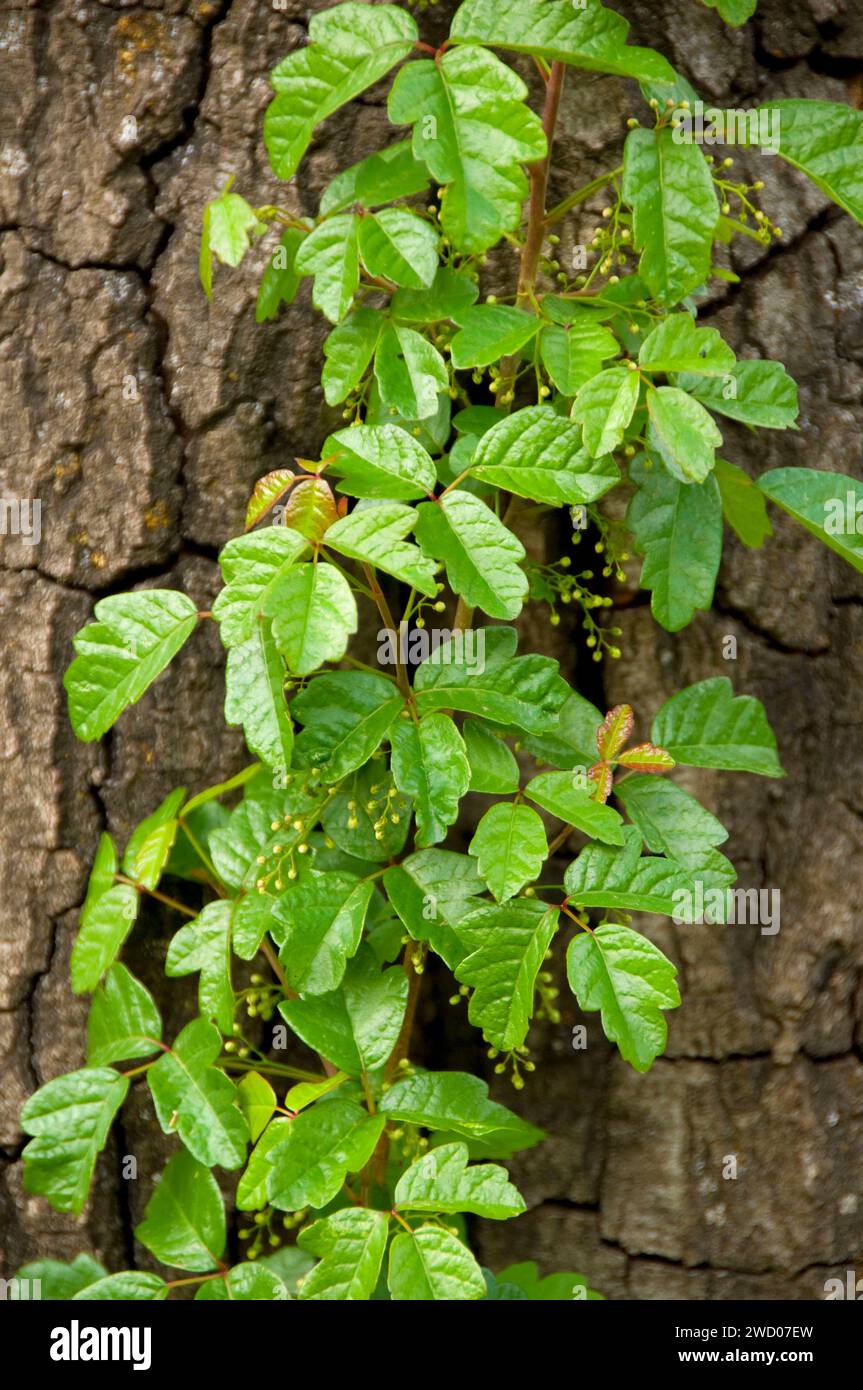 Poison oak (Toxicodendron diversilobum), Pine Creek Wilderness ...