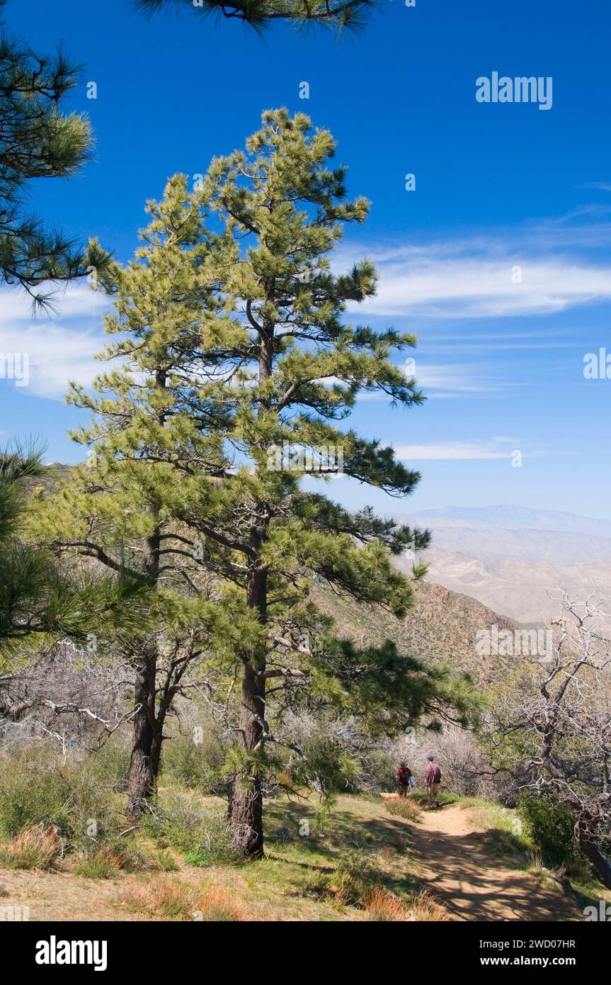 Jeffrey pine (Pinus jeffreyi) from Storm Canyon Viewpoint, Sunrise ...