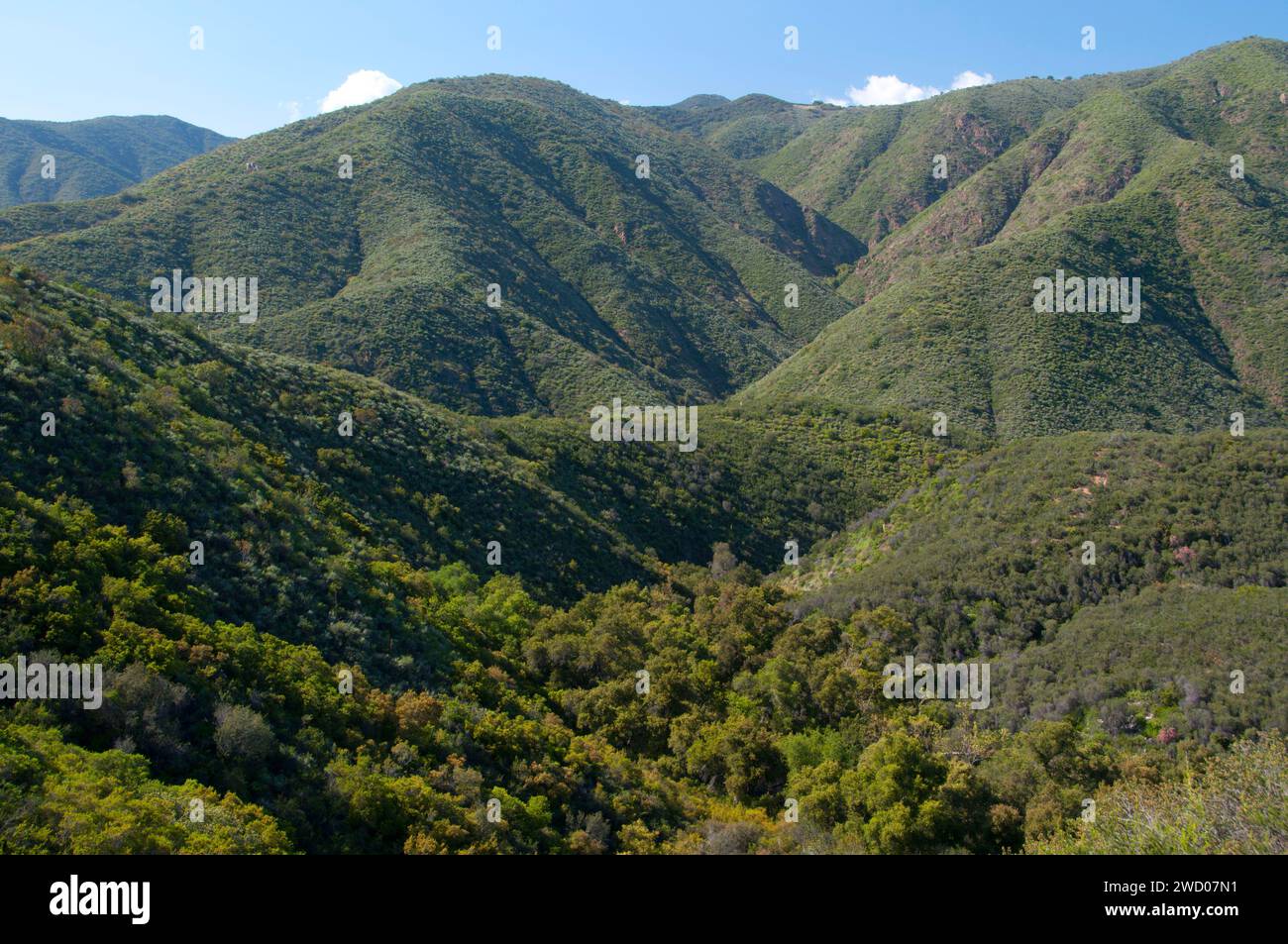 Chaparral-covered mountains, San Mateo Wilderness, Cleveland National ...