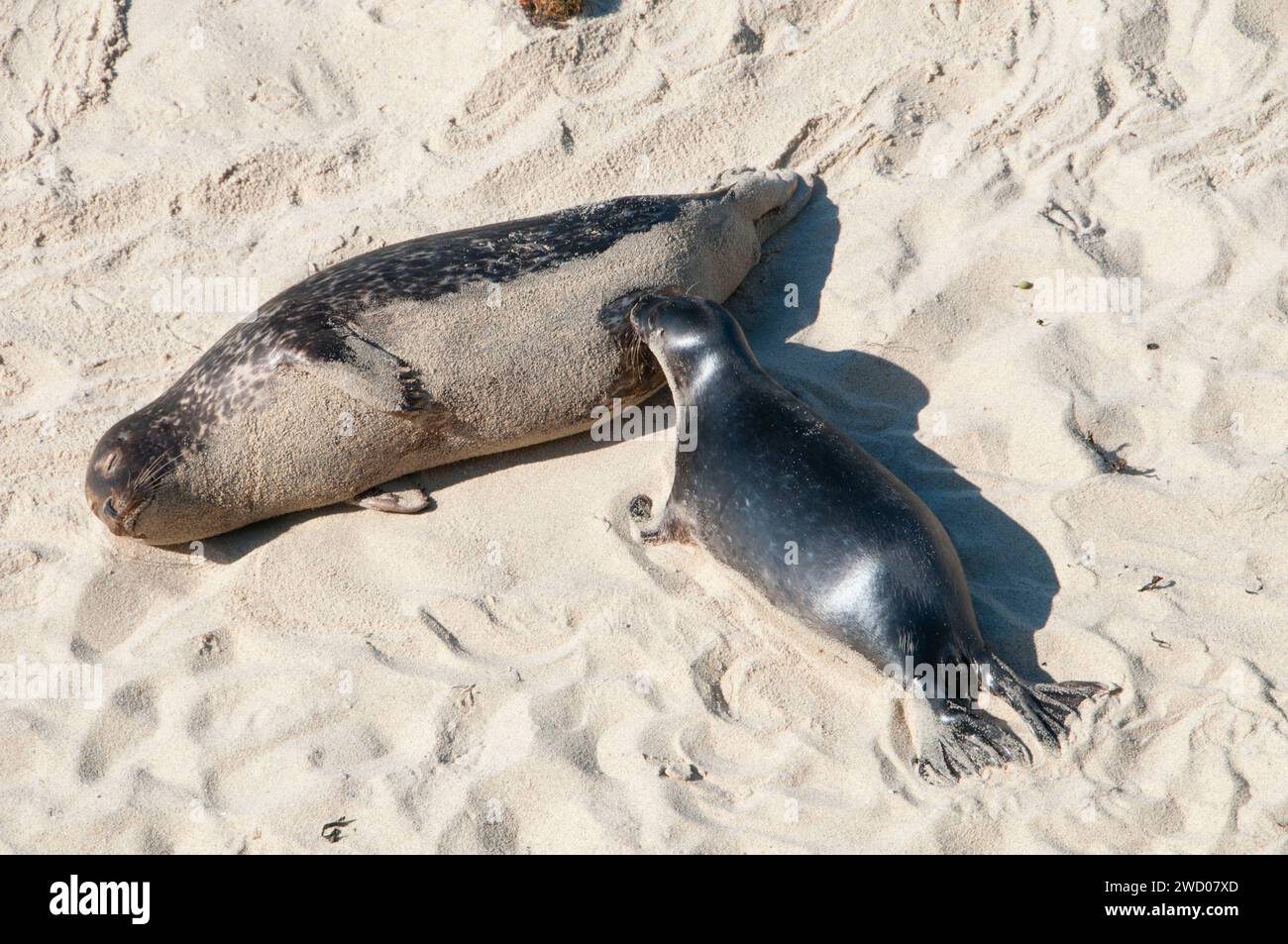 Harbor seals (Phoca vitulina) at Children's Pool (Casa Beach), Ellen ...