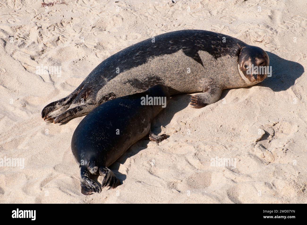 Harbor seals (Phoca vitulina) at Children's Pool (Casa Beach), Ellen ...