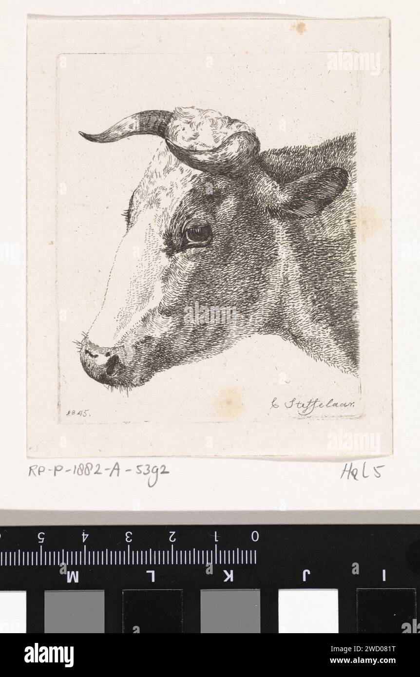 Head of a cow to the left, Cornelis Steffelaar, 1845 print Amsterdam ...