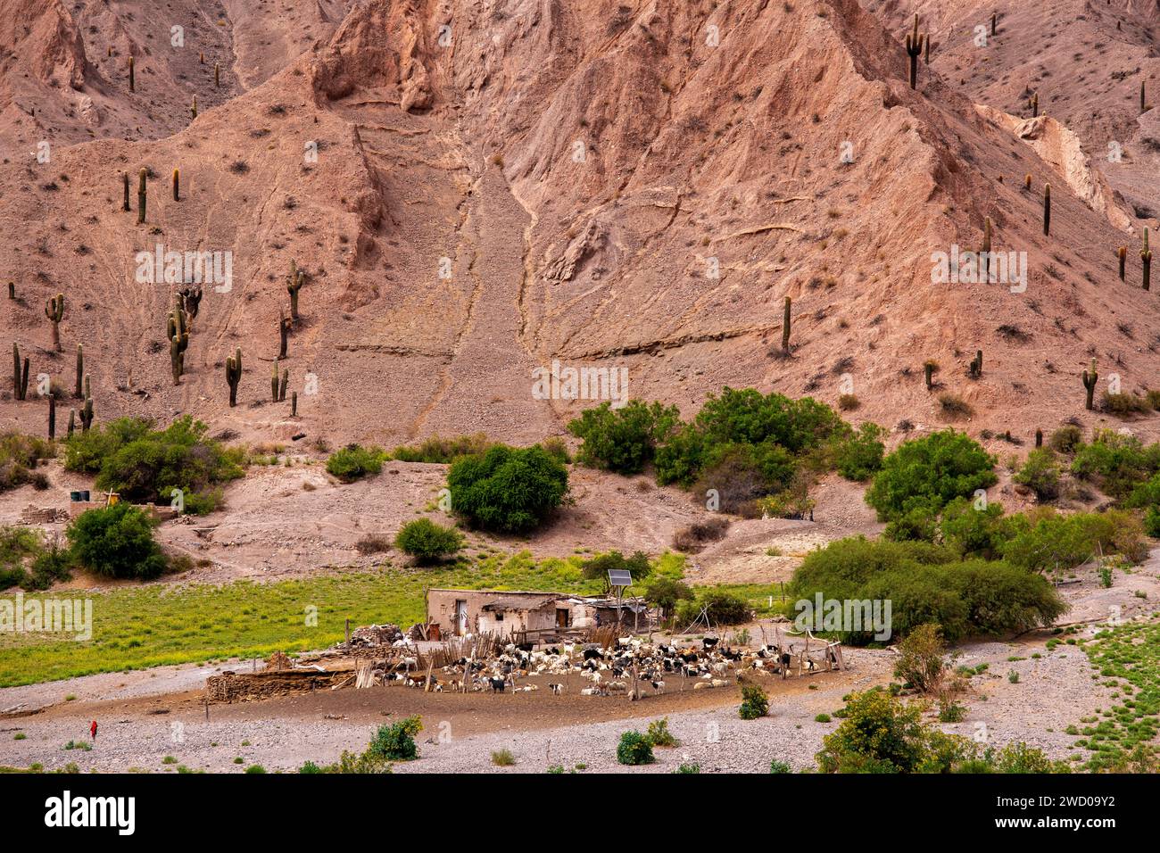 Rough lifestyle on a small farm with a sheep corral as seen from the ...