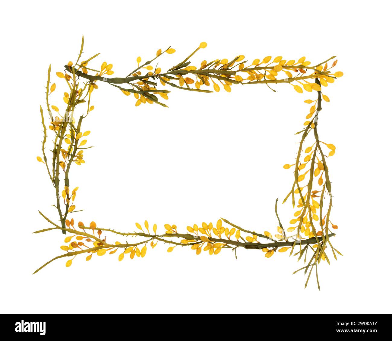 Border or frame formed from Rockweed (Ascophyllum nodosum Stock Photo ...