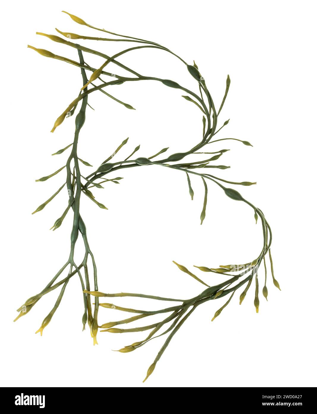 Alphabet letters formed from Rockweed (Ascophyllum nodosum Stock Photo ...