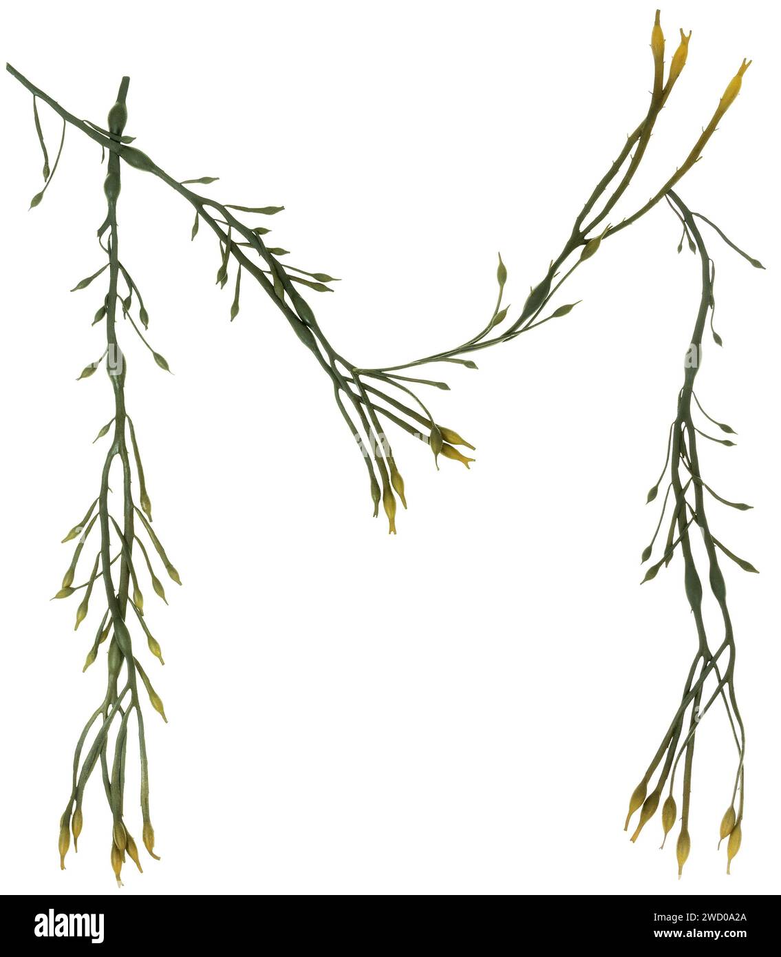 Alphabet letters formed from Rockweed (Ascophyllum nodosum Stock Photo ...