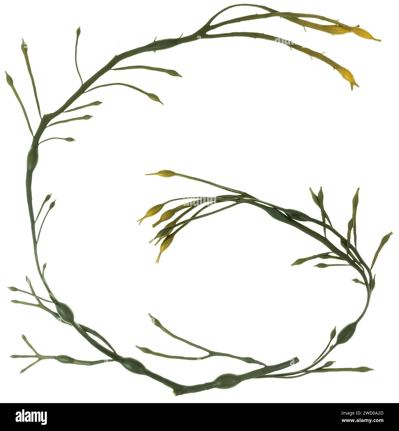 Alphabet letters formed from Rockweed (Ascophyllum nodosum Stock Photo ...