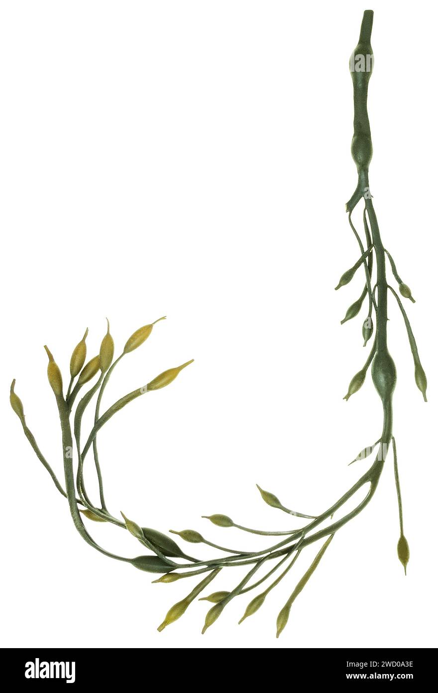 Alphabet letters formed from Rockweed (Ascophyllum nodosum Stock Photo ...