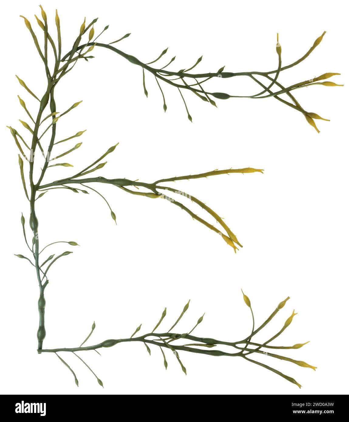 Alphabet letters formed from Rockweed (Ascophyllum nodosum Stock Photo ...
