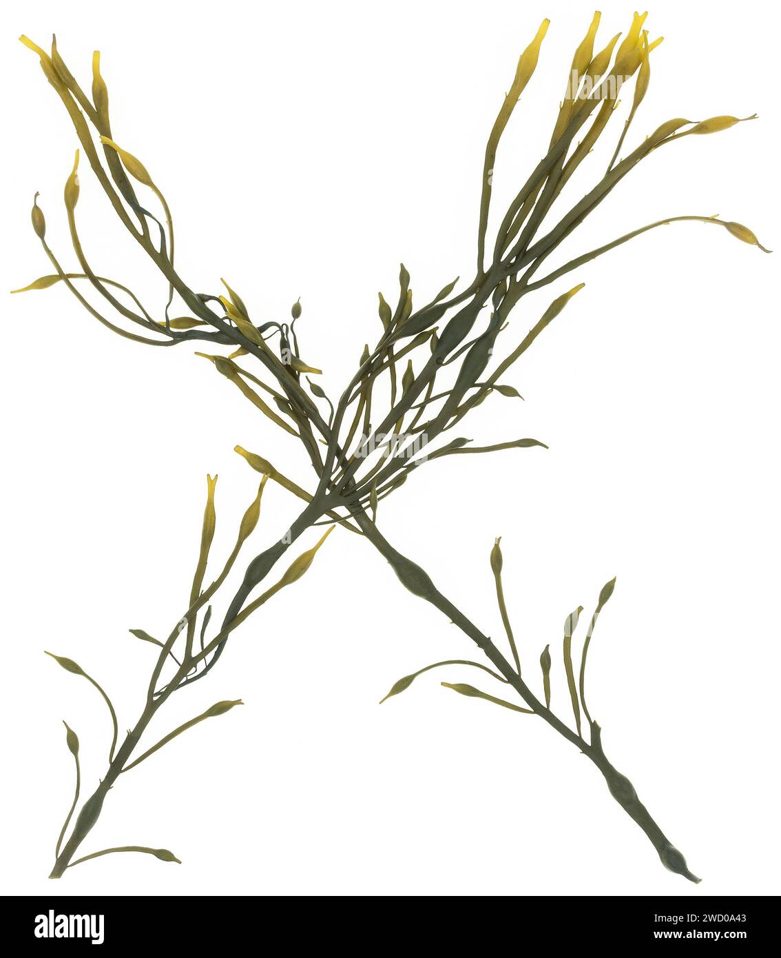 Alphabet letters formed from Rockweed (Ascophyllum nodosum Stock Photo ...